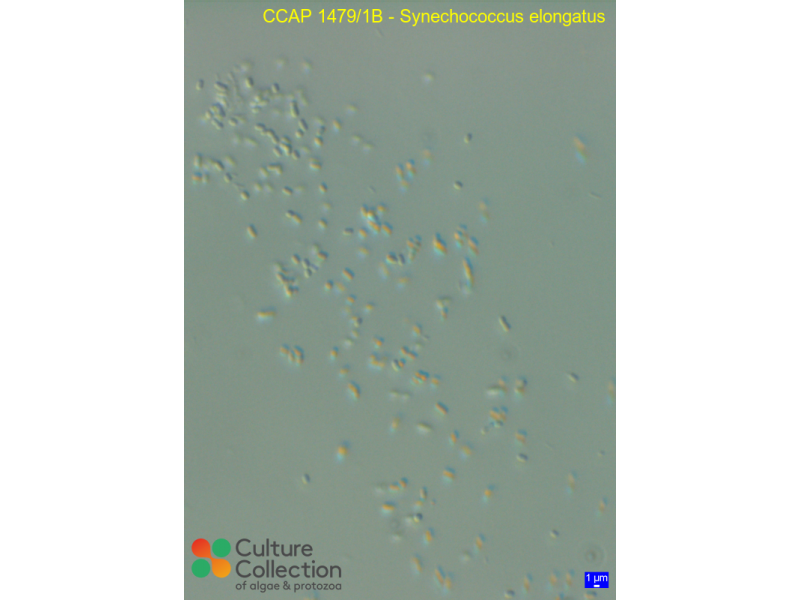 Synechococcus elongatus