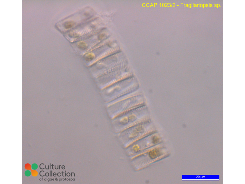 Fragilariopsis sp.