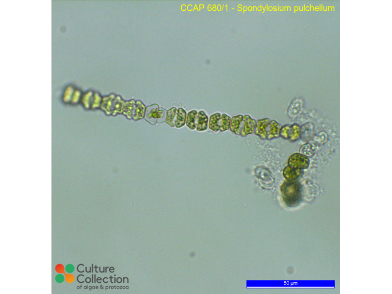 Spondylosium pulchellum