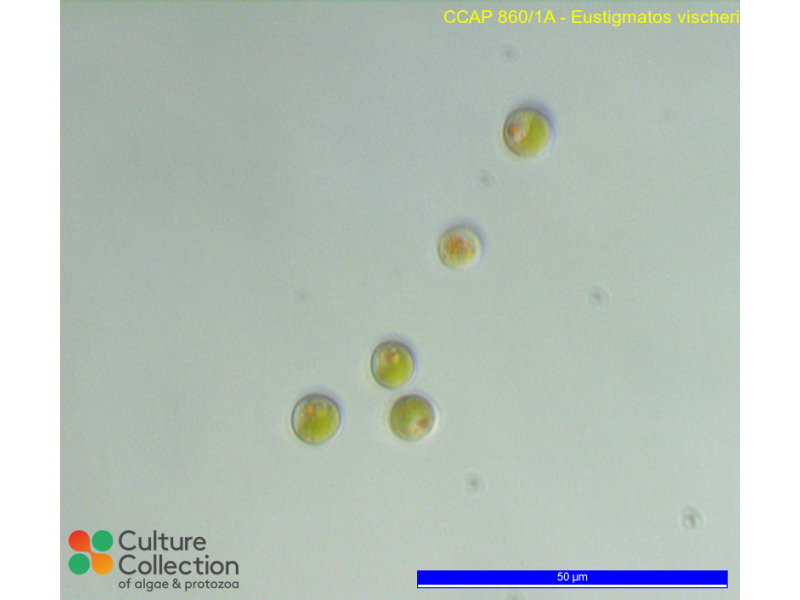 Eustigmatos vischeri