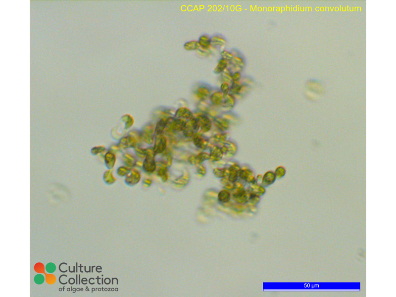 Monoraphidium convolutum