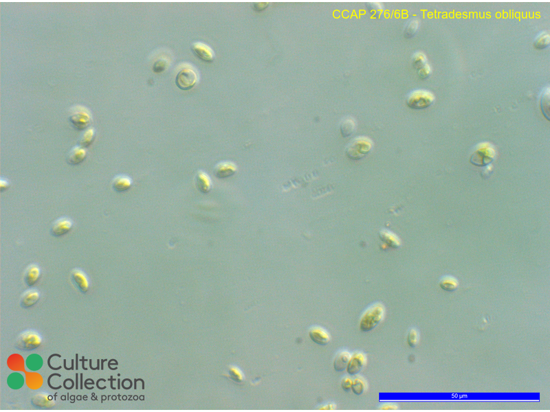 Tetradesmus obliquus