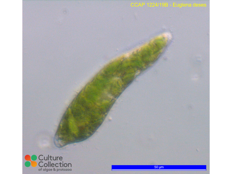 Euglena deses