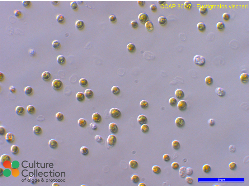 Eustigmatos vischeri